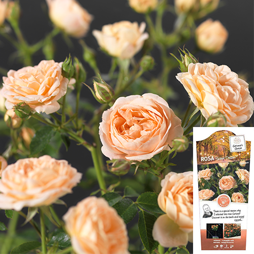 Rosa 'Vedette' | Struikroos | Rechtstreeks uit onze kwekerij!