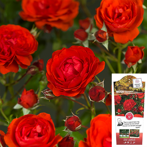 Rosa 'Wettra' | Beschikbaar als struikroos én stamroos | Uit onze kwekerij!