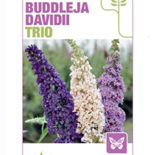 Vlinderstruik 'Lochinch' | Buddleja davidii 'Lochinch'