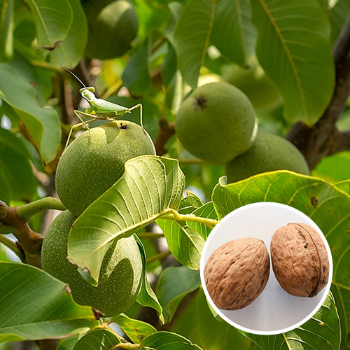 Gewone Walnotenboom | Juglans regia