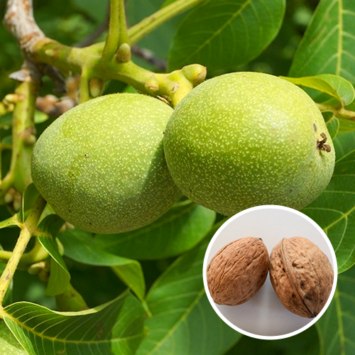 Gewone Walnotenboom | Juglans regia