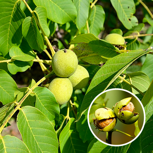Walnoot Coenen (Okkernoot) | Juglans regia Coenen geeft grote noten. Is ...