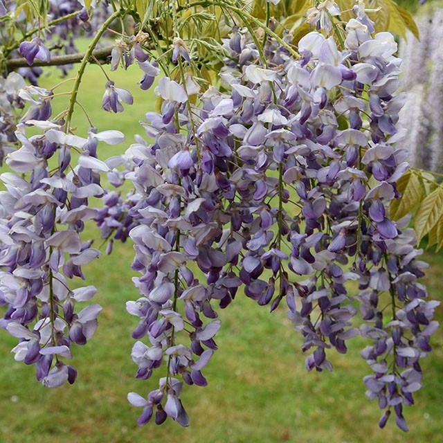 Dak Blauwe Regen (vierkant) | Blauwe Regen in Dakvorm