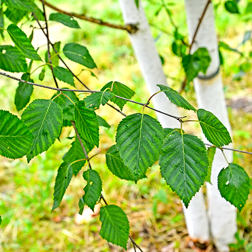 Zilverberk 'Betula Pendula'