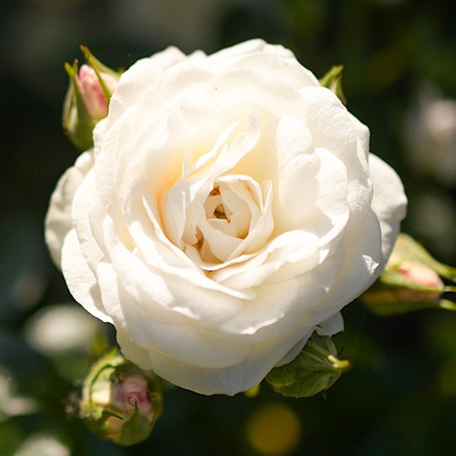 Bomenenzo.nl - Rozen, roos kopen, rozen kopen