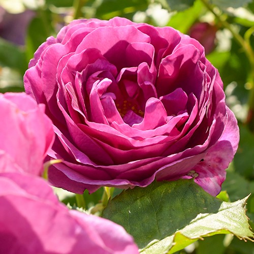 Bomenenzo.nl - Rozen, roos kopen, rozen kopen