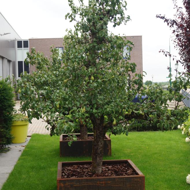 Oude perenboom in cortenstalen bak, Oude perenboom in voortuin