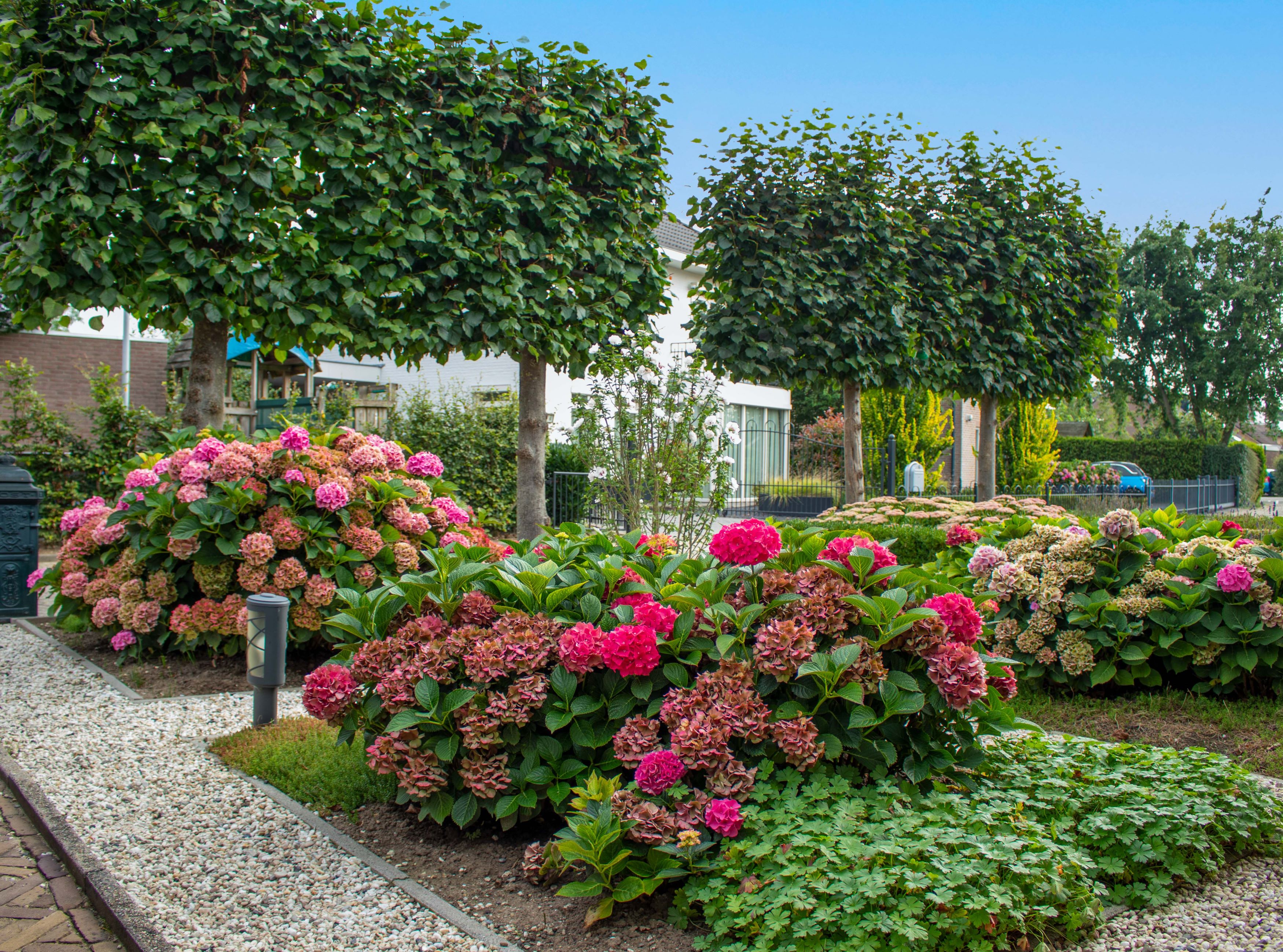 Leilinde langs de straat