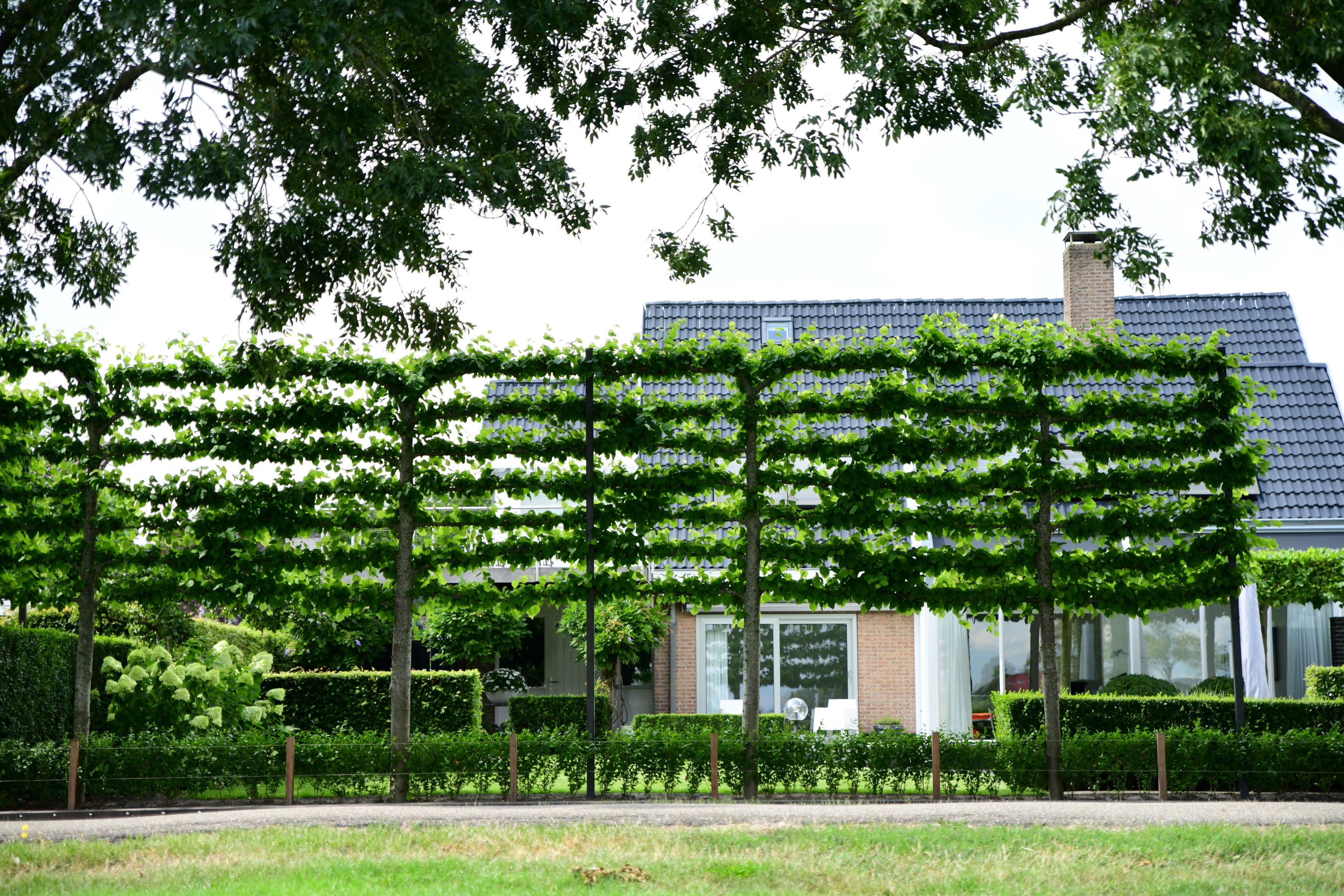 Oude leilinde bij vrijstaande woning
